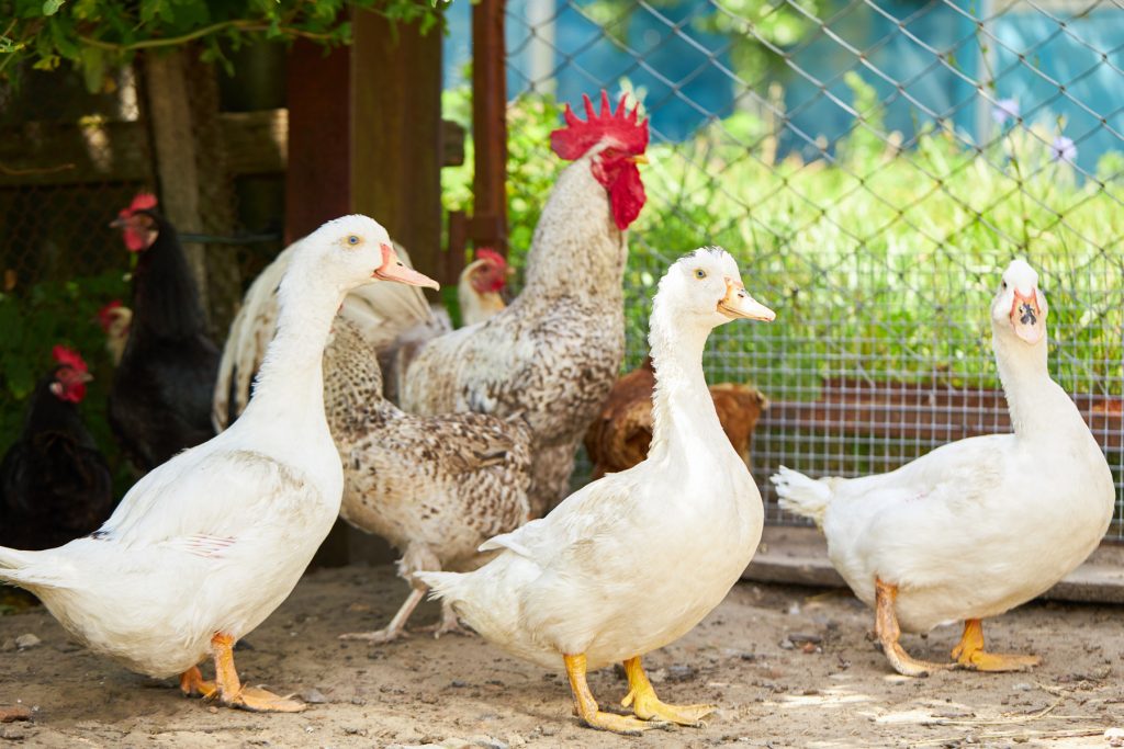 Can Chickens and Ducks Live Together? - Backyard Poultry